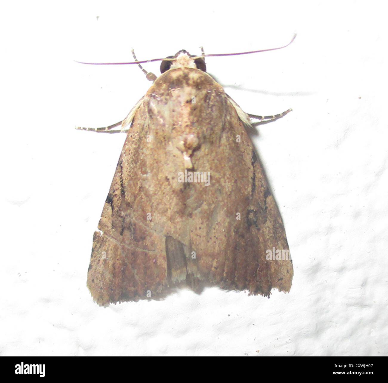 Owlet Moths and Allies (Noctuoidea) Insecta Stock Photo - Alamy