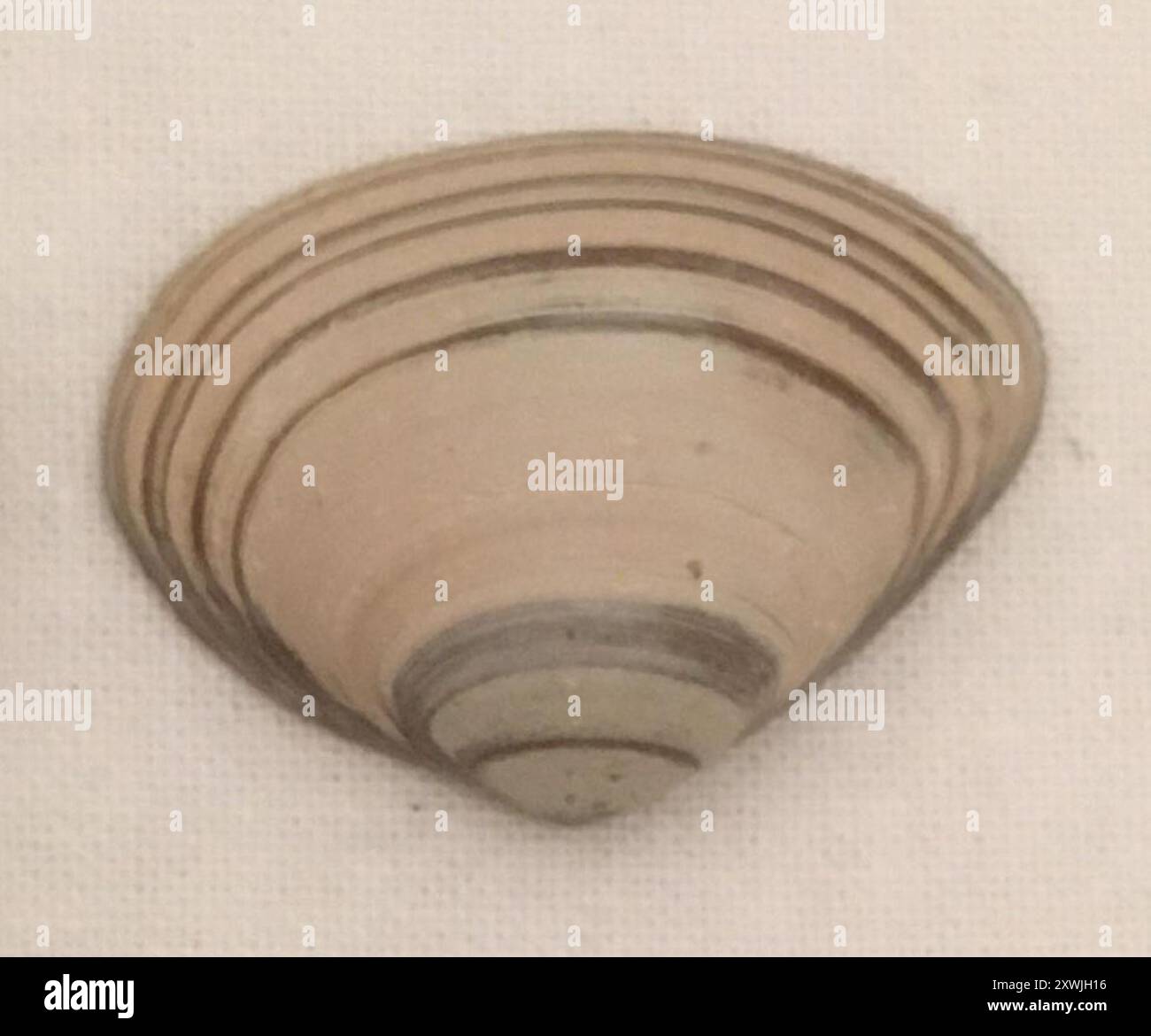 Elliptical Trough Shell (Spisula elliptica) Mollusca Stock Photo - Alamy