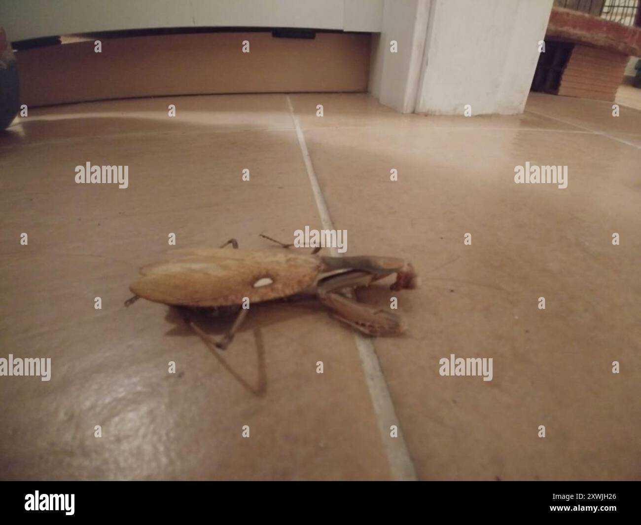 Giant African Mantis (Sphodromantis viridis) Insecta Stock Photo - Alamy