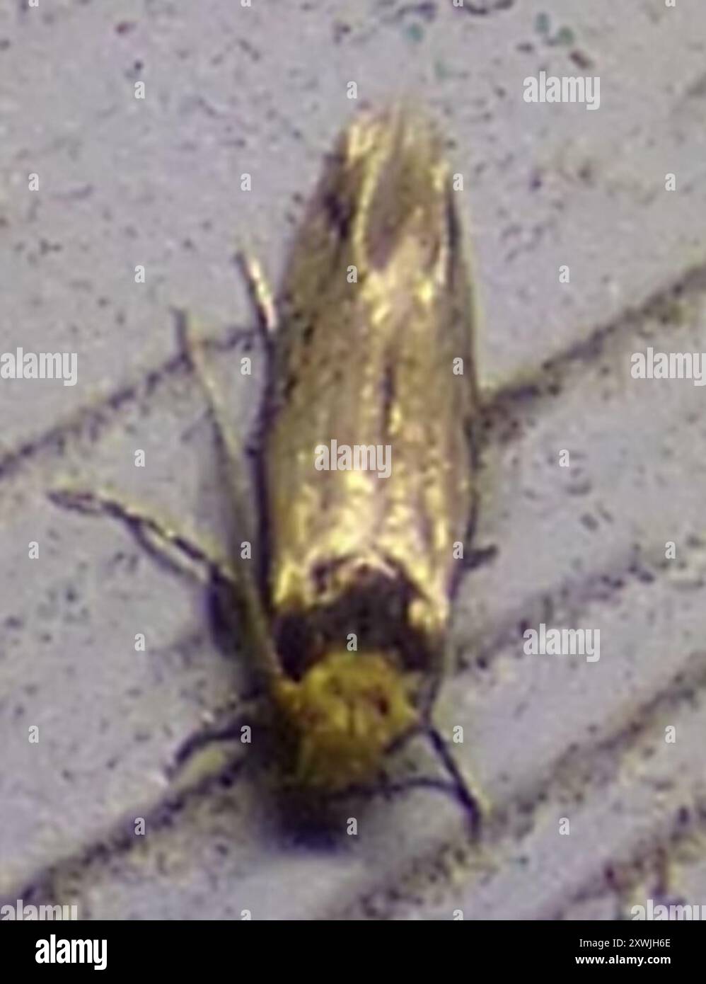 Dark-collared Tinea Moth (Tinea apicimaculella) Insecta Stock Photo - Alamy