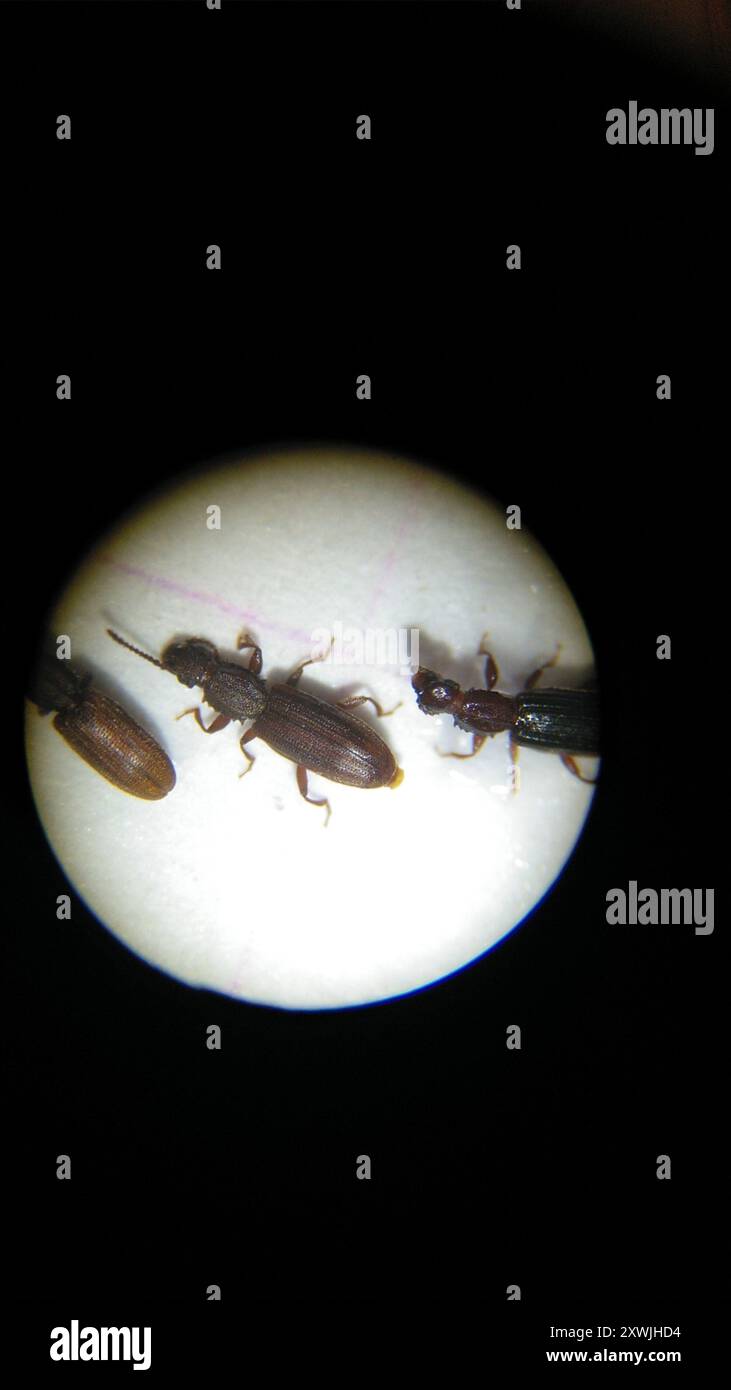 Silvanid Flat Bark Beetles (Silvanidae) Insecta Stock Photo - Alamy