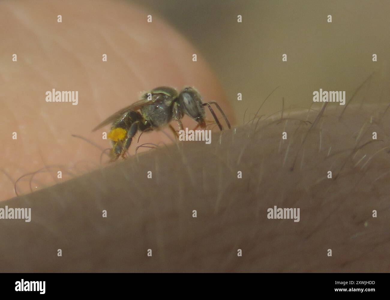 Stingless bees meliponini insecta hi-res stock photography and images ...