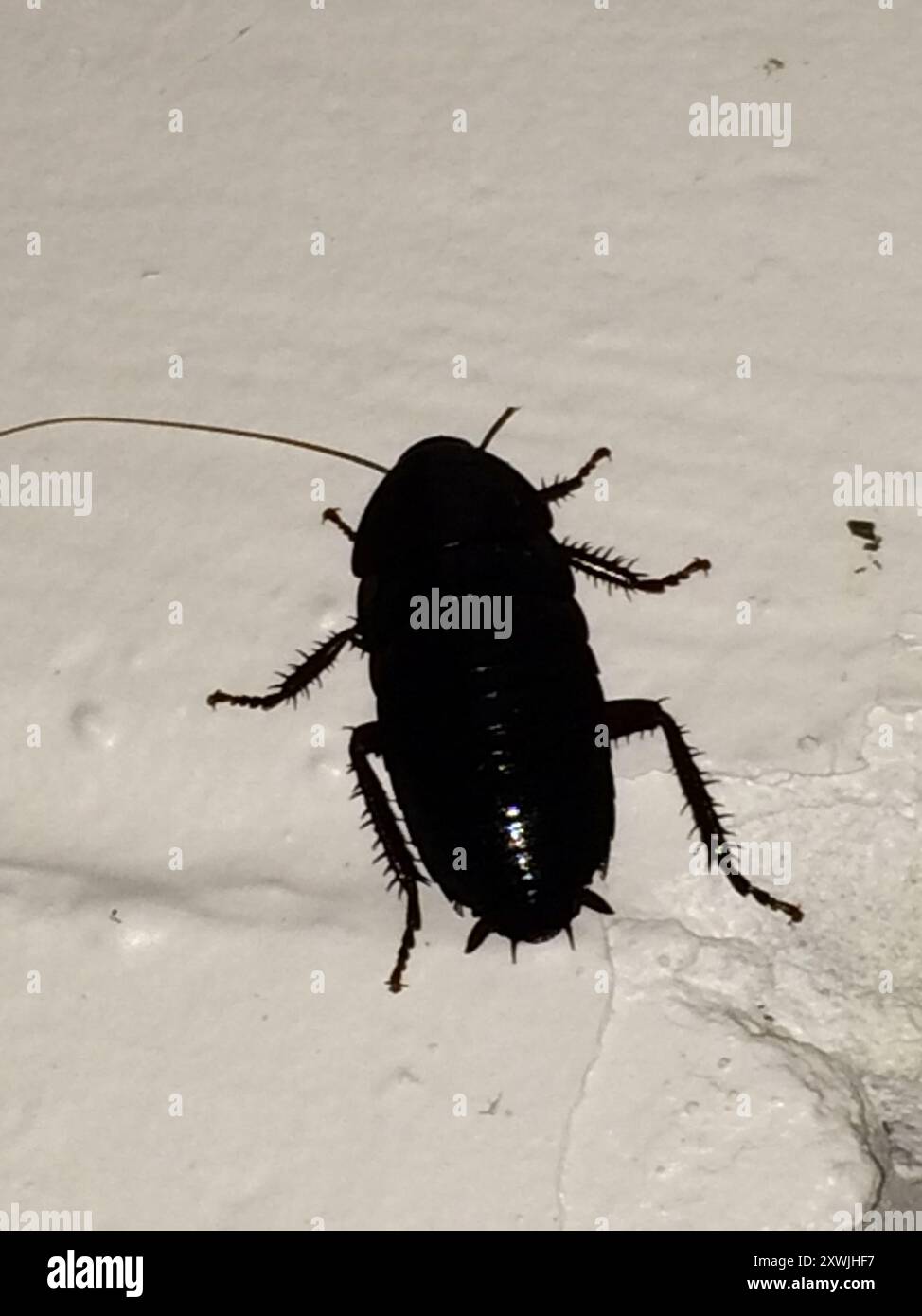 Florida woods cockroach hi-res stock photography and images - Alamy