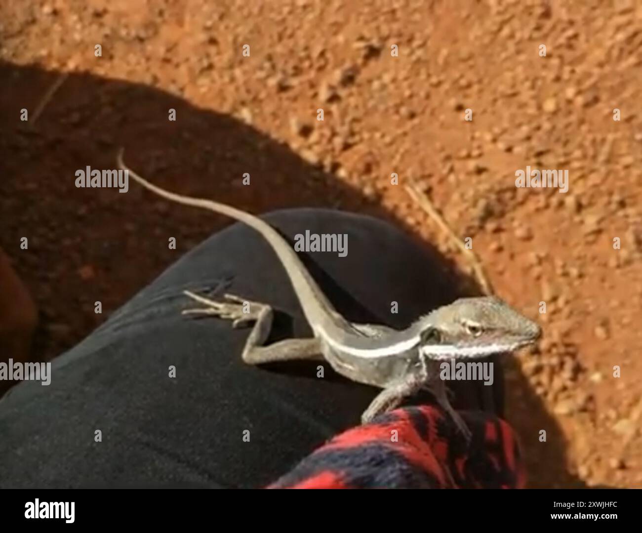 Long nosed dragon hi-res stock photography and images - Alamy