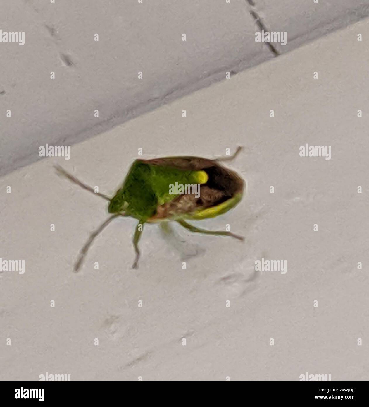 Oriental stink bug hi-res stock photography and images - Alamy