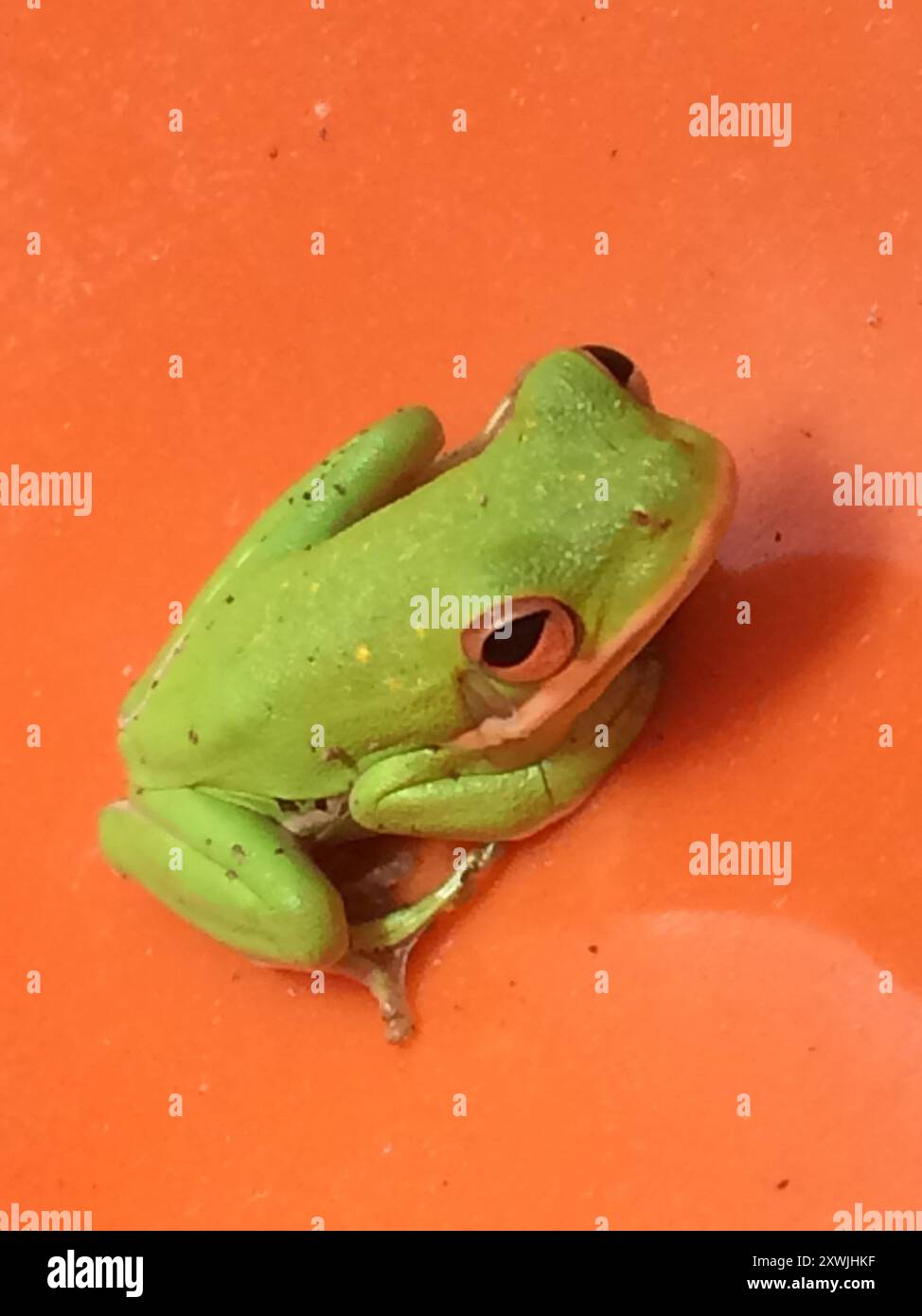 Green Treefrog (Hyla cinerea) Amphibia Stock Photo - Alamy