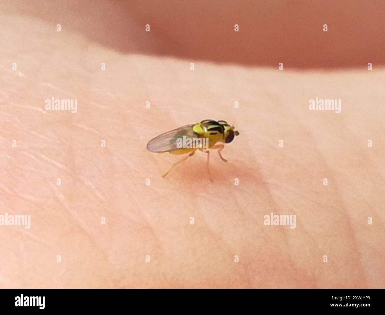 Grass Flies (Chloropinae) Insecta Stock Photo - Alamy