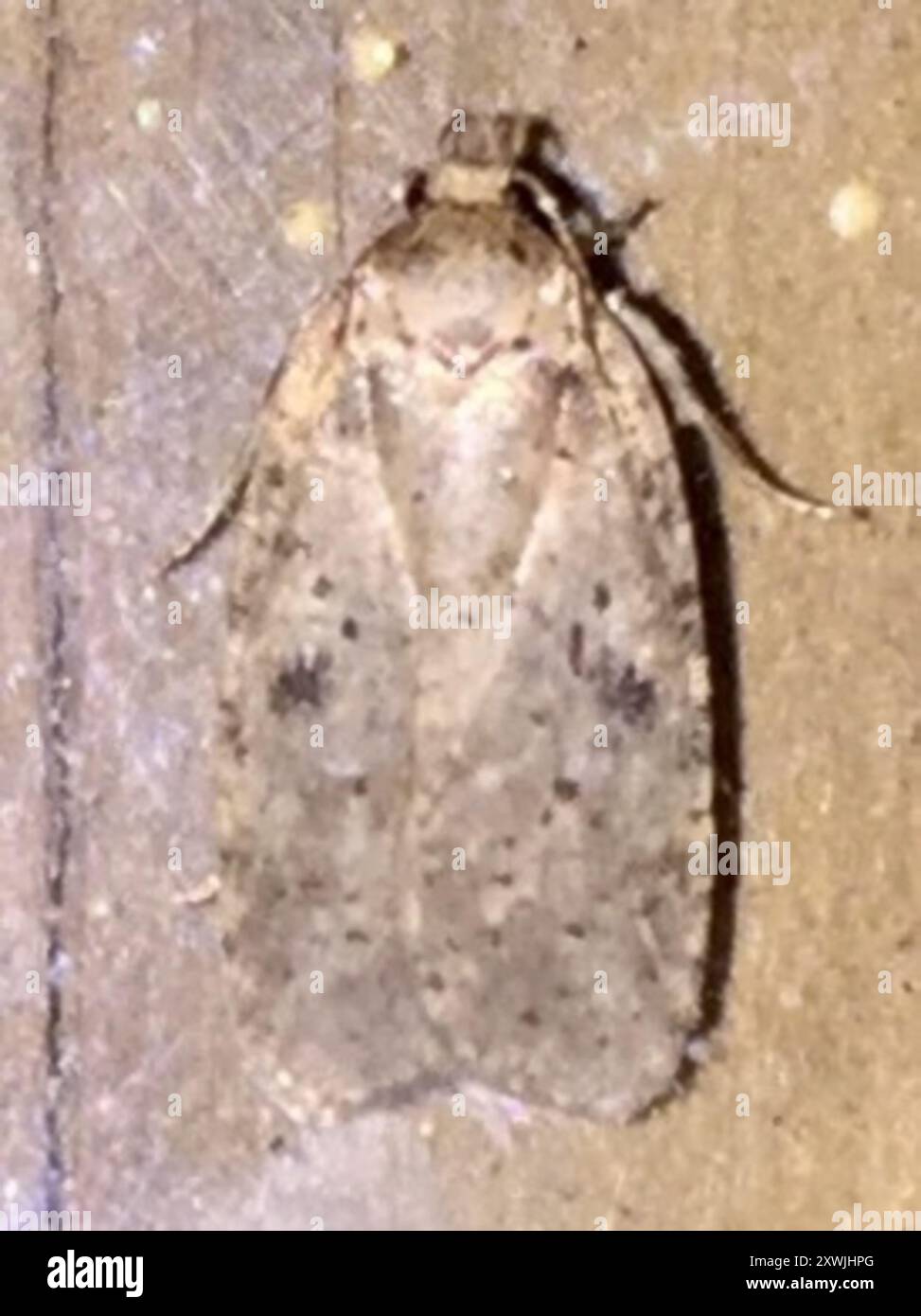 Canadian Agonopterix Moth (Agonopterix canadensis) Insecta Stock Photo ...