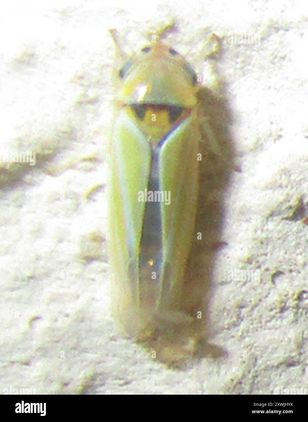 Typical Leafhoppers (Cicadellidae) Insecta Stock Photo - Alamy
