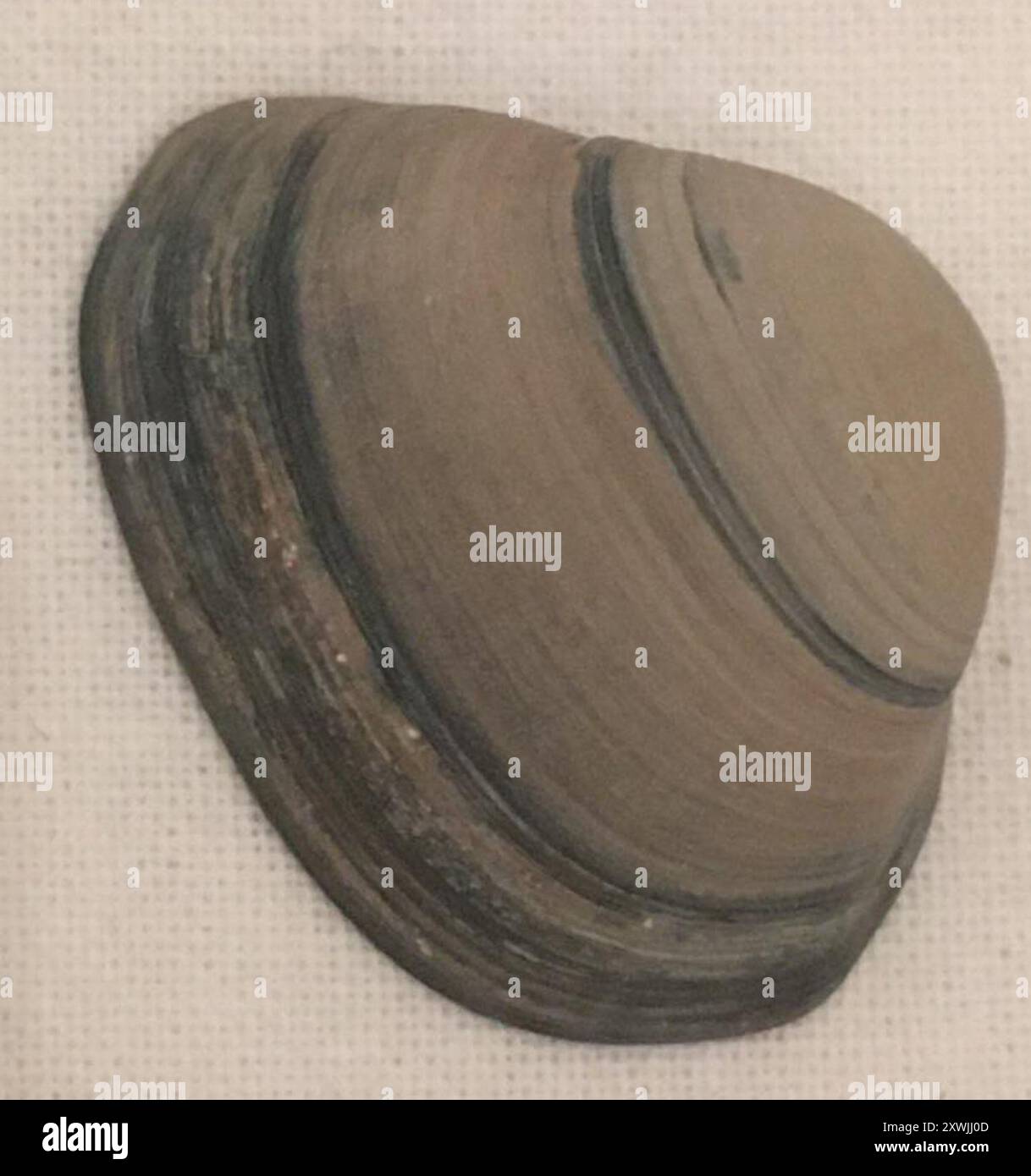 Cut Trough Shell (Spisula subtruncata) Mollusca Stock Photo - Alamy