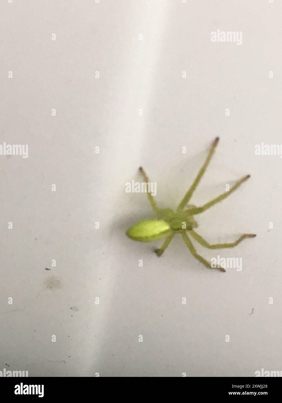 Green Huntsman Spider (Micrommata virescens) Arachnida Stock Photo - Alamy