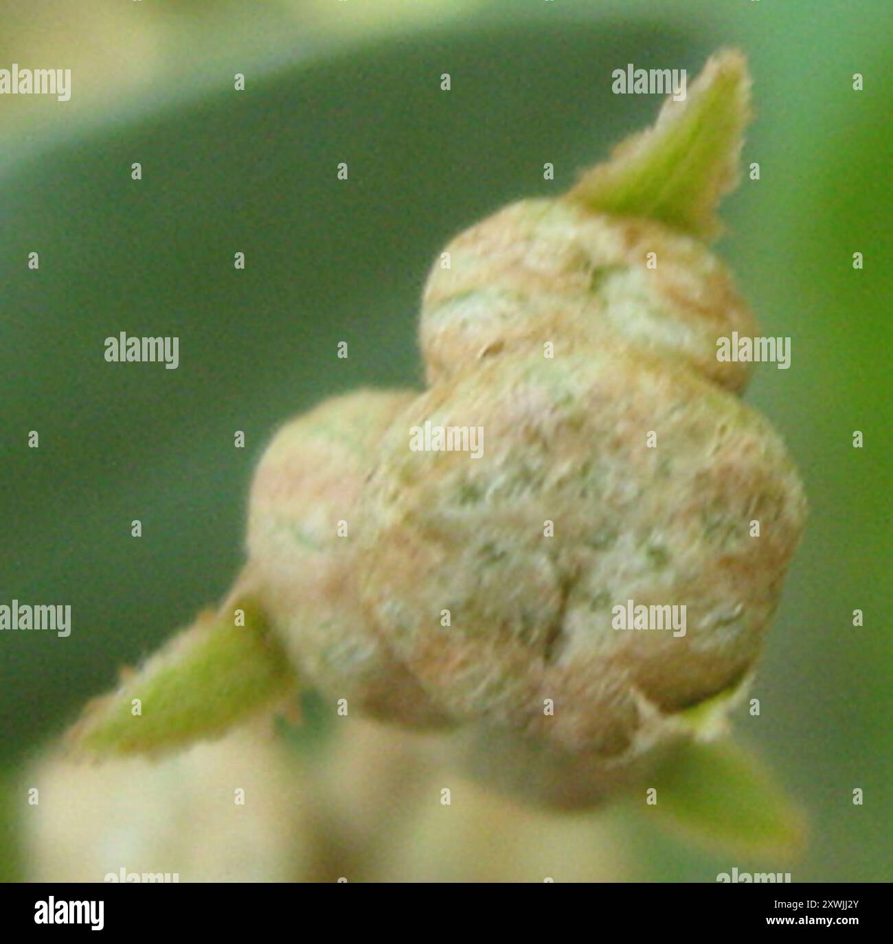 Wild Camphorbush (Tarchonanthus camphoratus) Plantae Stock Photo - Alamy