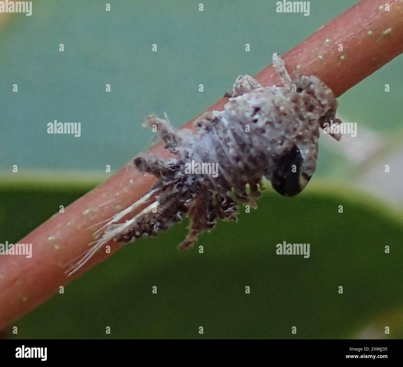 Pincer Wasps (Dryinidae) Insecta Stock Photo - Alamy