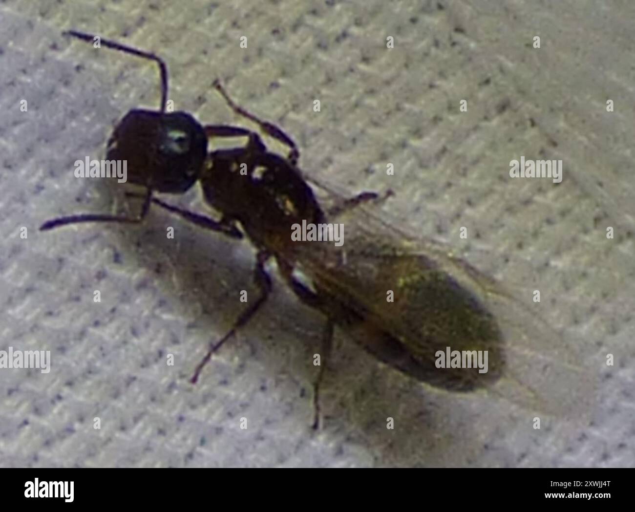 Oblique Gate-keeper Ant (Colobopsis obliqua) Insecta Stock Photo - Alamy