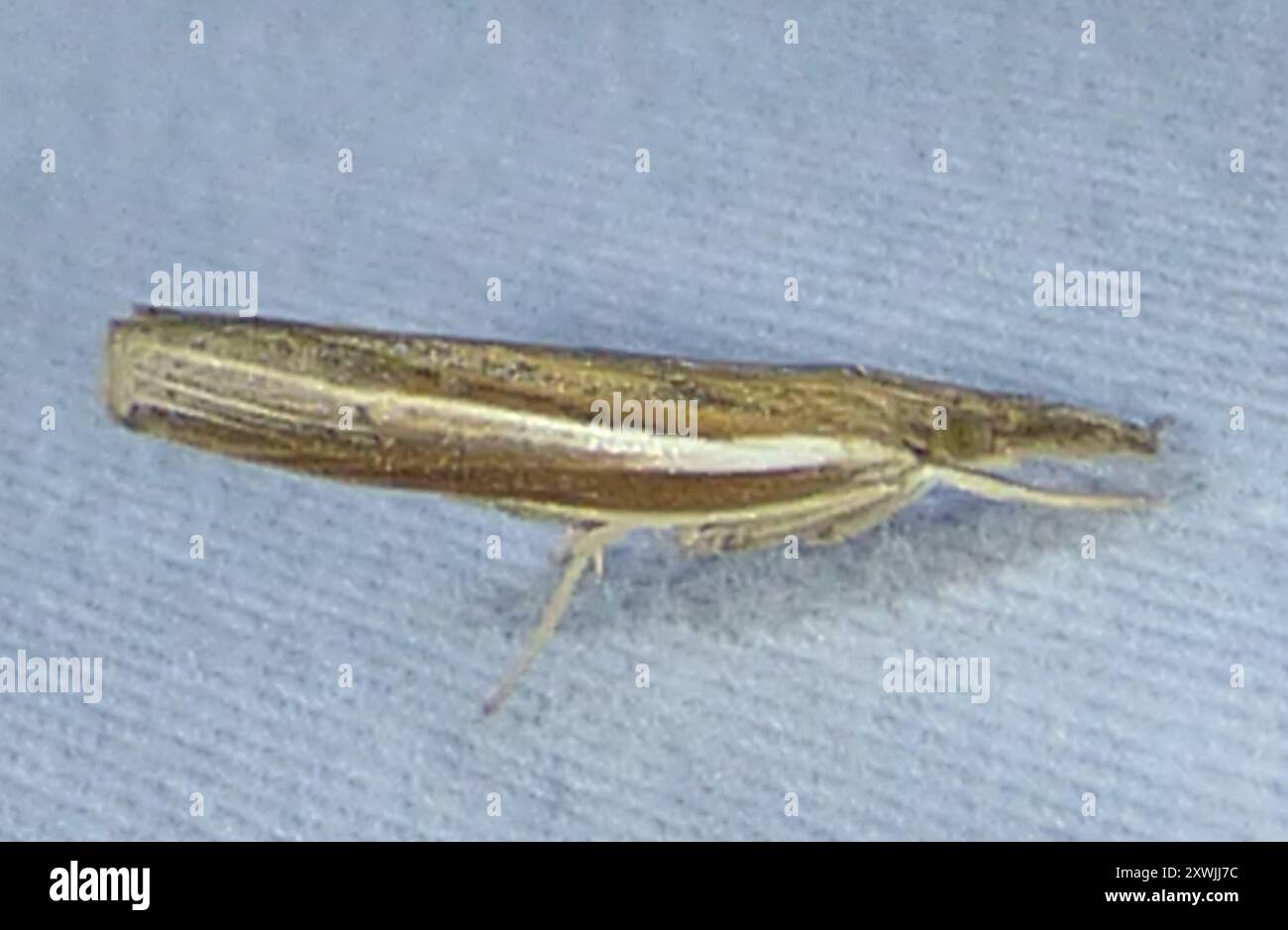 Carpet-grass Webworm Moth (Fissicrambus haytiellus) Insecta Stock Photo ...