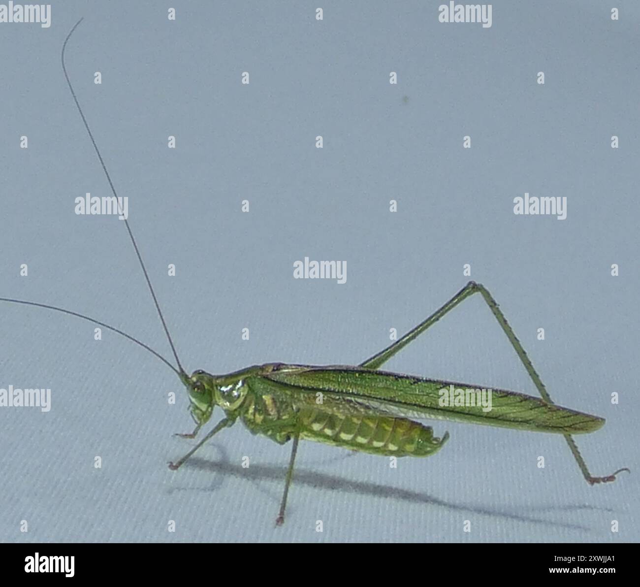Eastern Cypress Katydid (Inscudderia walkeri) Insecta Stock Photo - Alamy