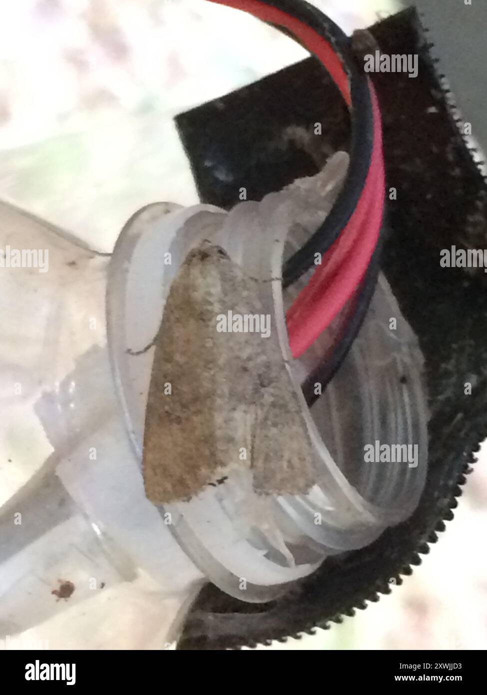 Cobbler Moth (Condica sutor) Insecta Stock Photo - Alamy