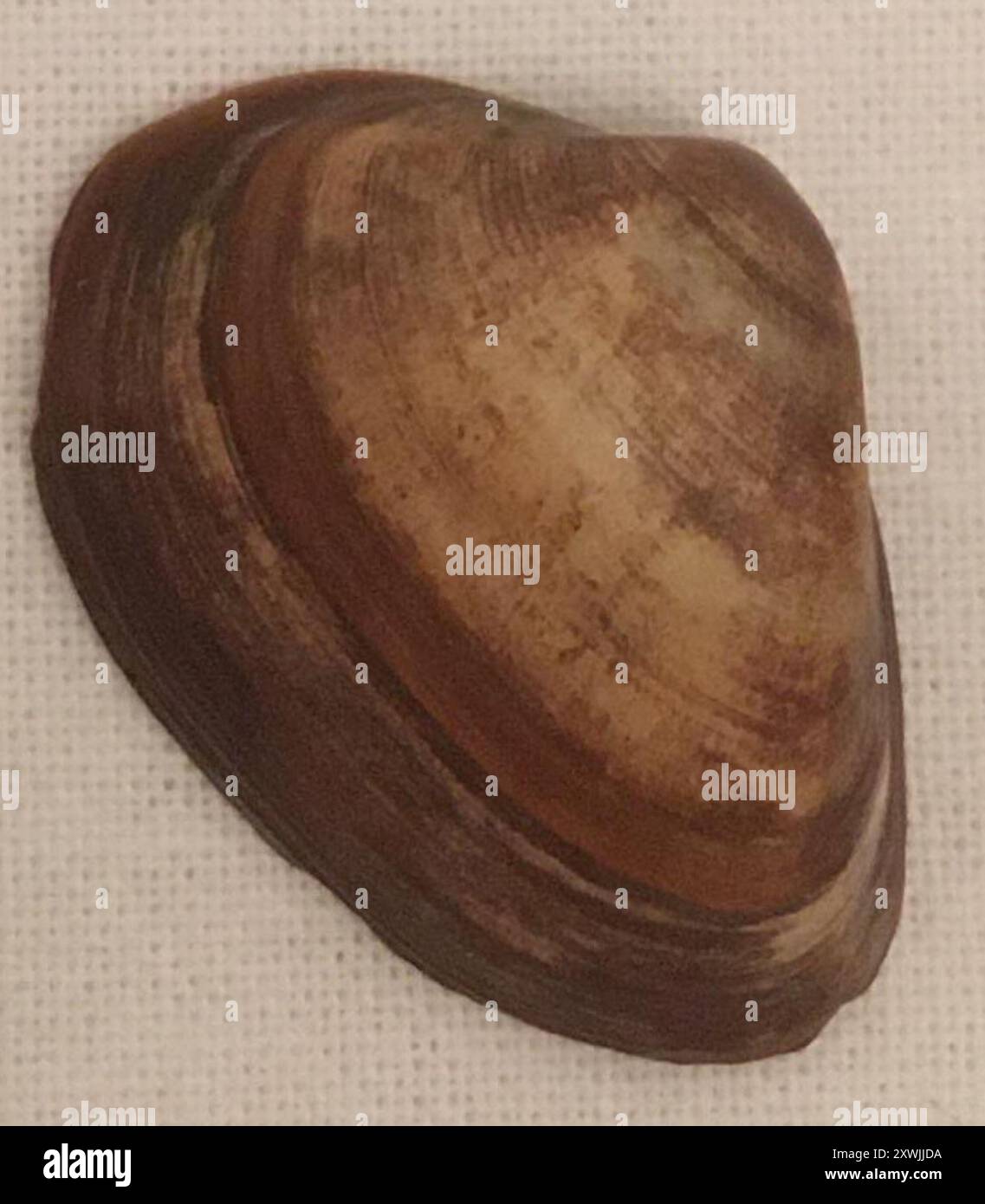 Cut Trough Shell (Spisula subtruncata) Mollusca Stock Photo - Alamy