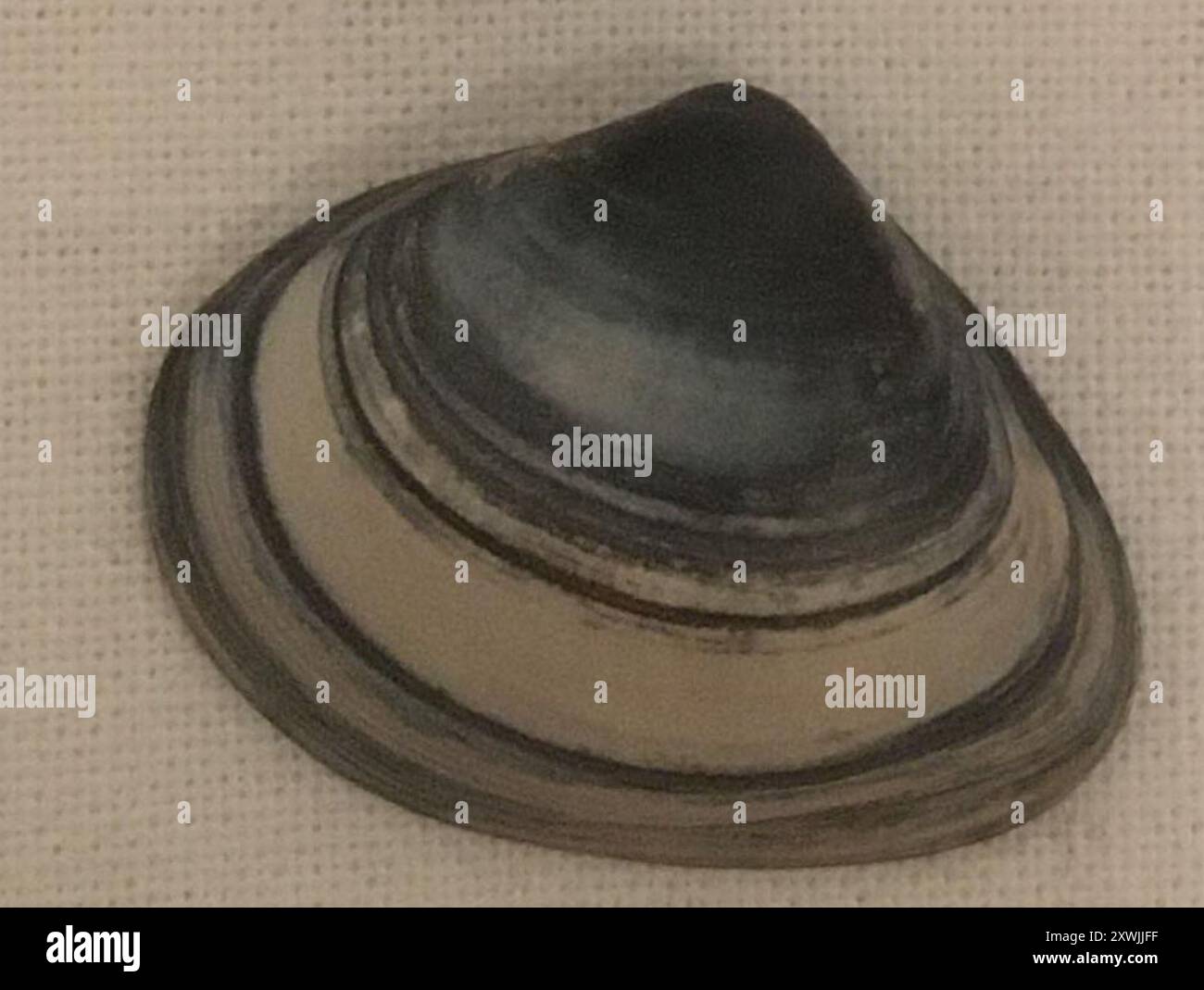 Cut Trough Shell (Spisula subtruncata) Mollusca Stock Photo - Alamy