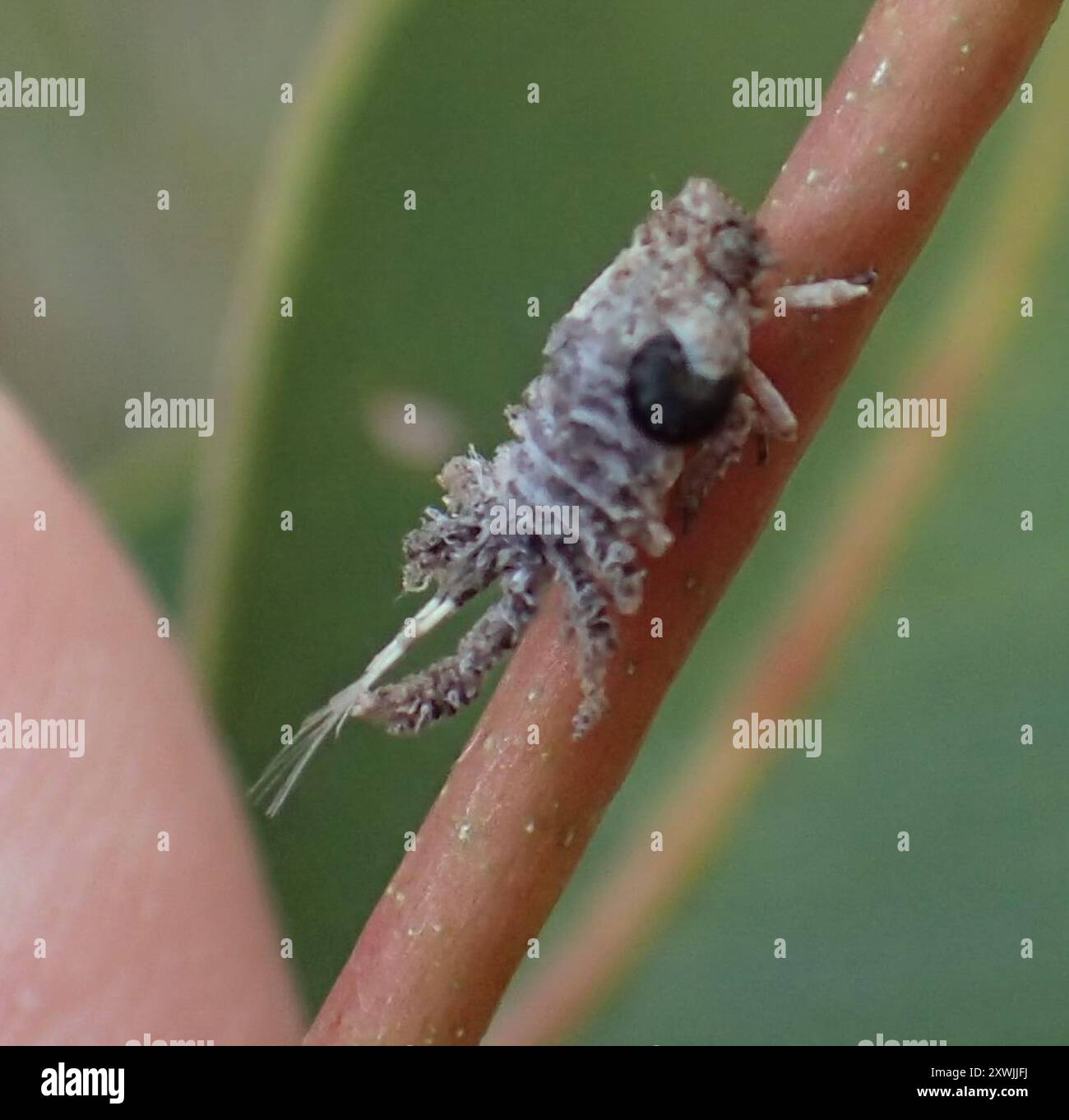 Pincer Wasps (Dryinidae) Insecta Stock Photo - Alamy