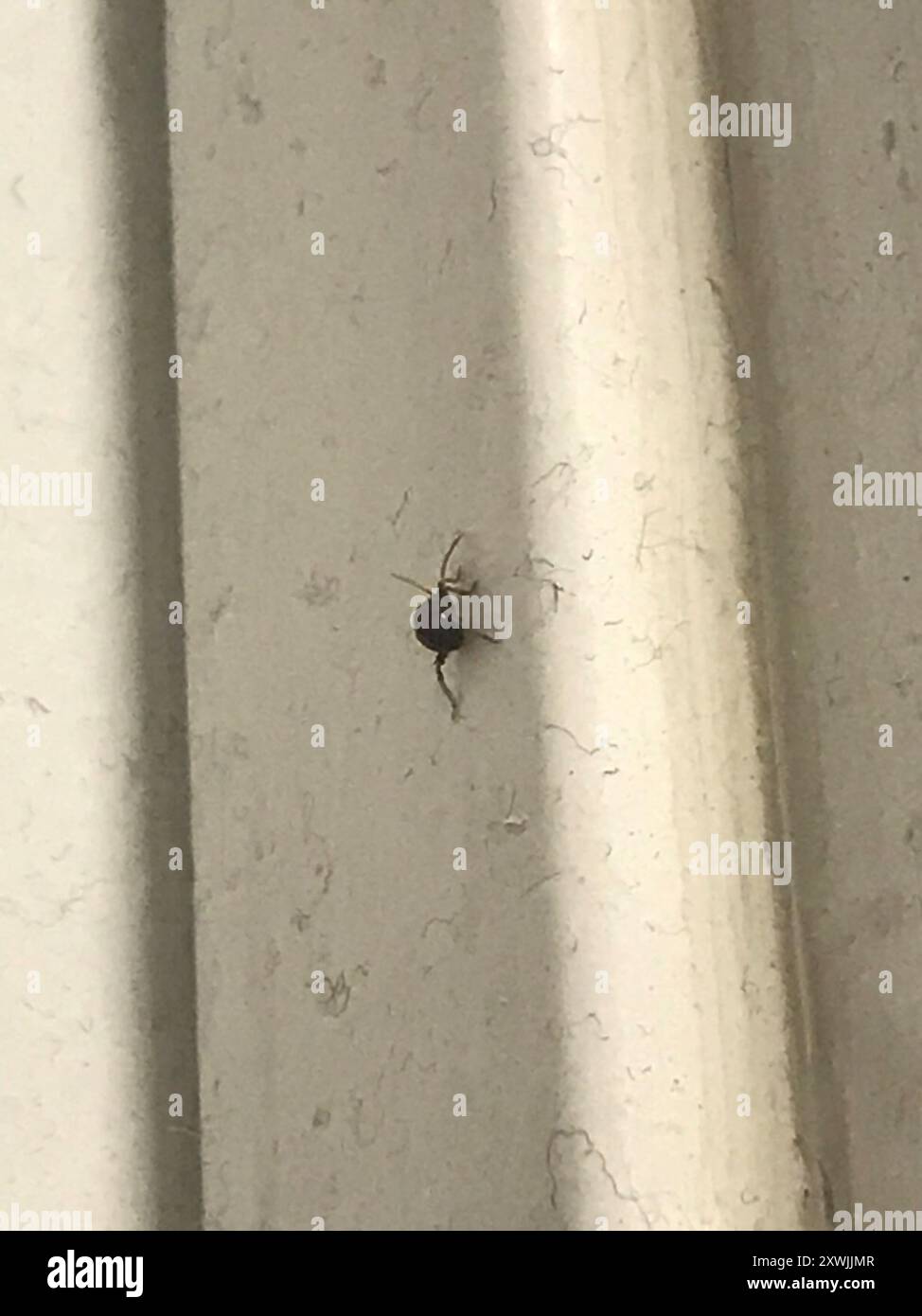 Gibbium hi-res stock photography and images - Alamy