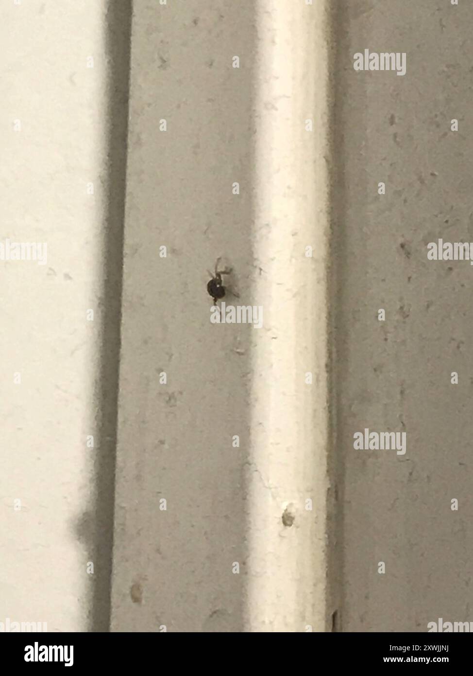 Gibbium hi-res stock photography and images - Alamy