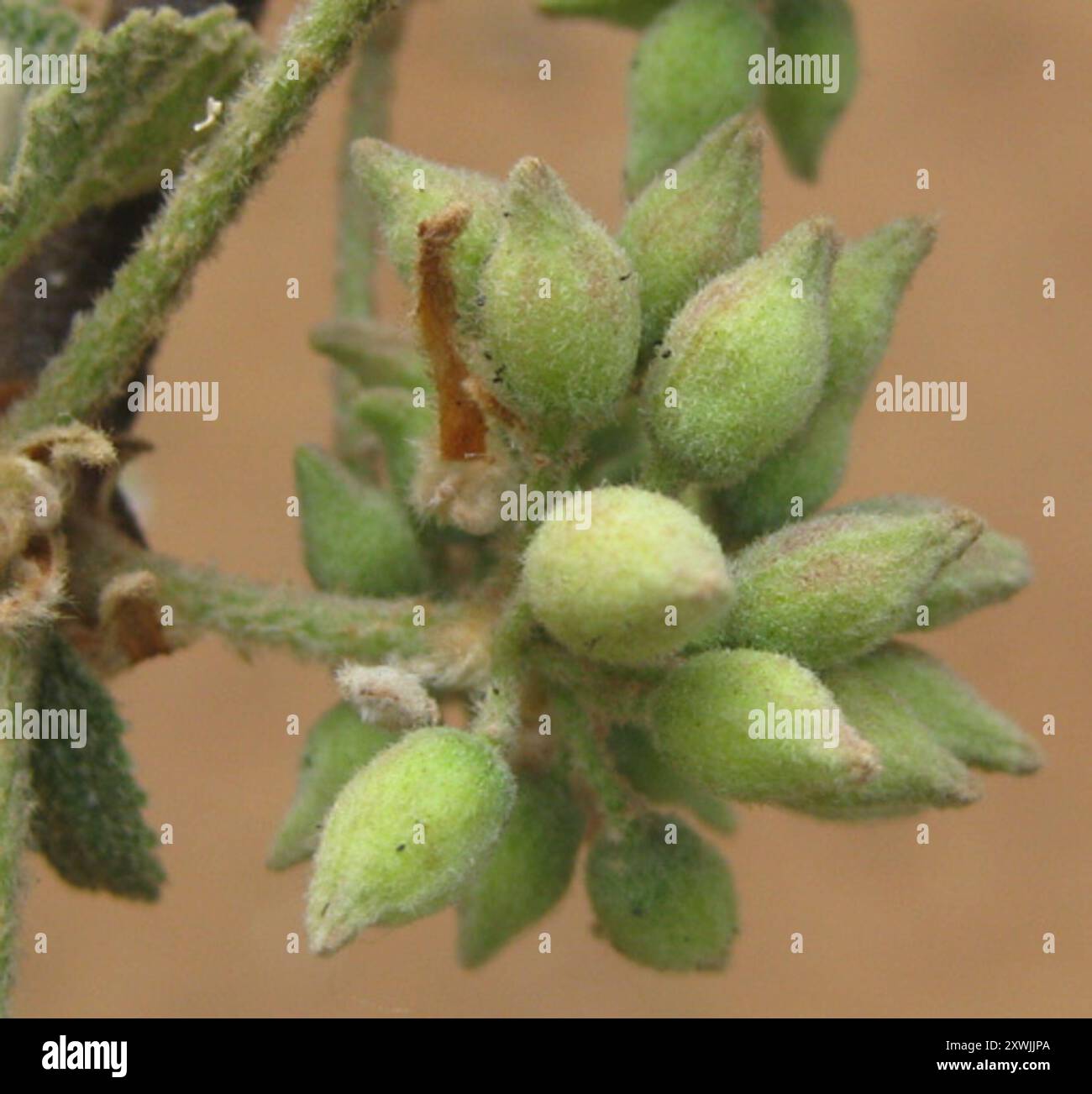 South African Wild Pear (Dombeya rotundifolia) Plantae Stock Photo - Alamy
