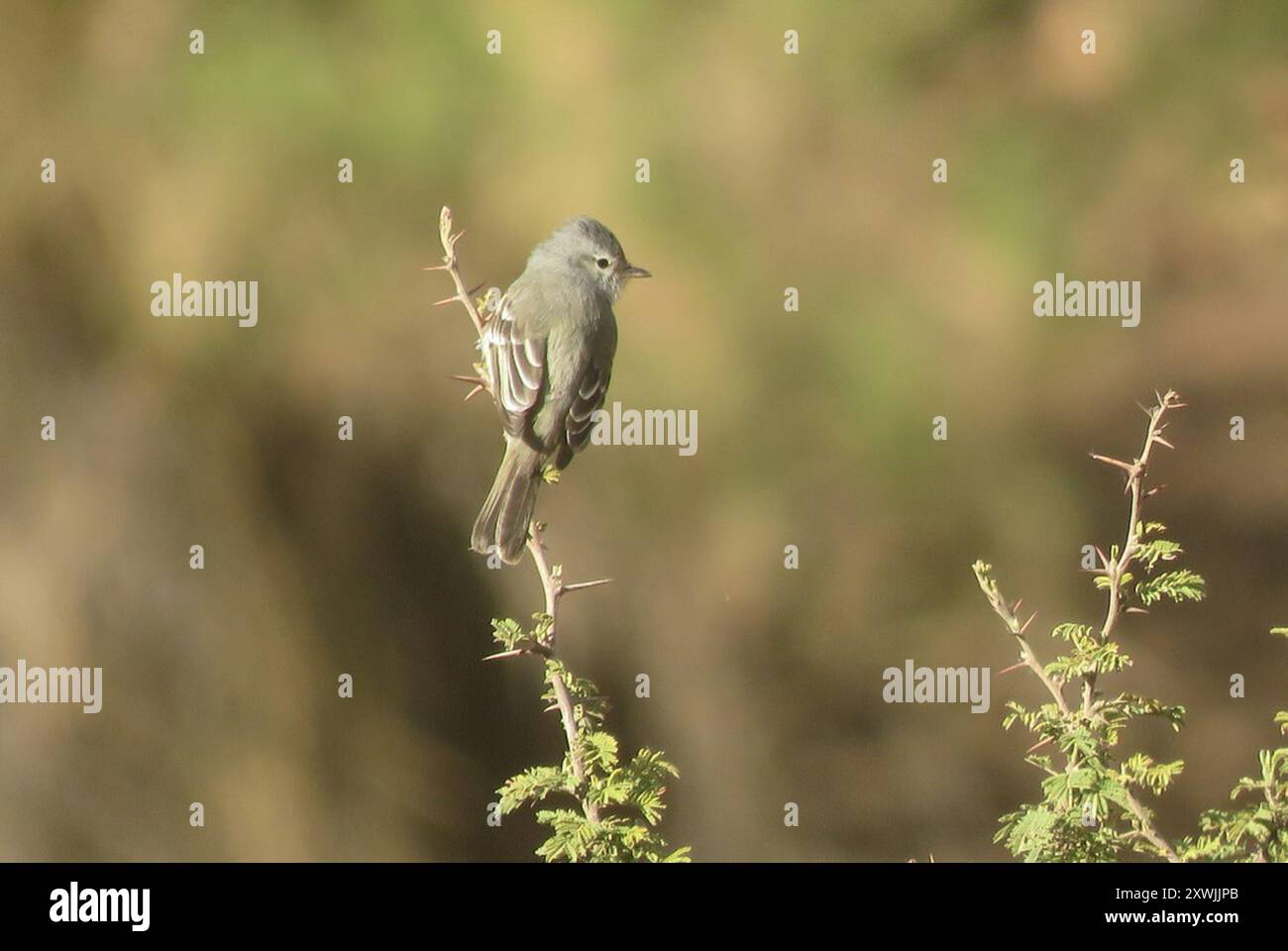 Southern Beardless-Tyrannulet (Camptostoma obsoletum) Aves Stock Photo ...
