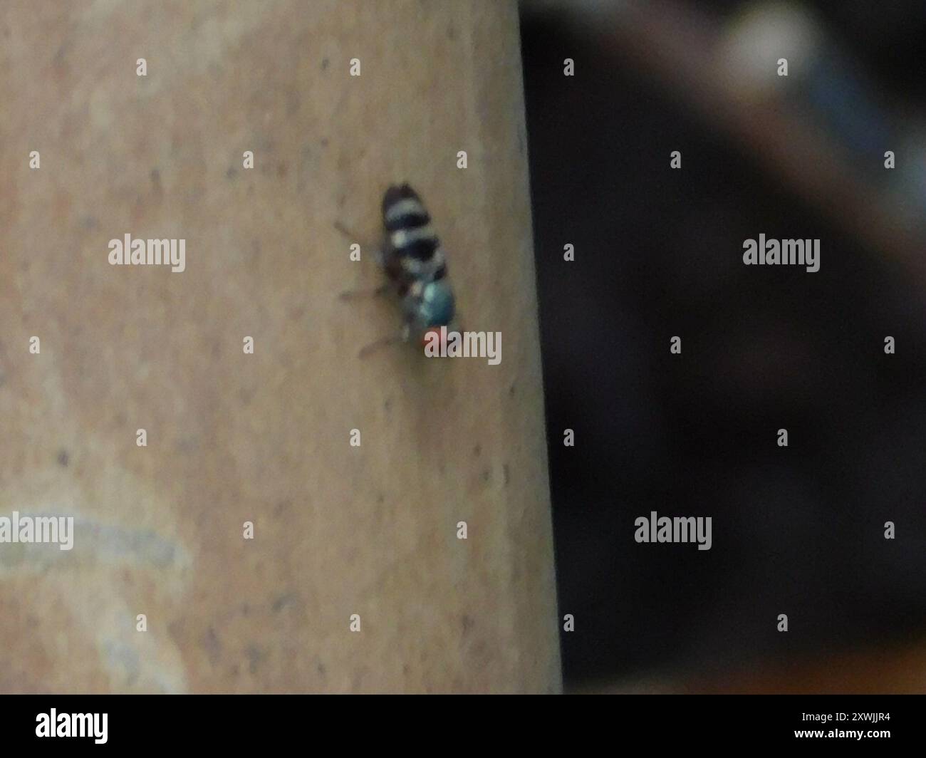 Banded-wing Flies (Chaetopsis) Insecta Stock Photo - Alamy