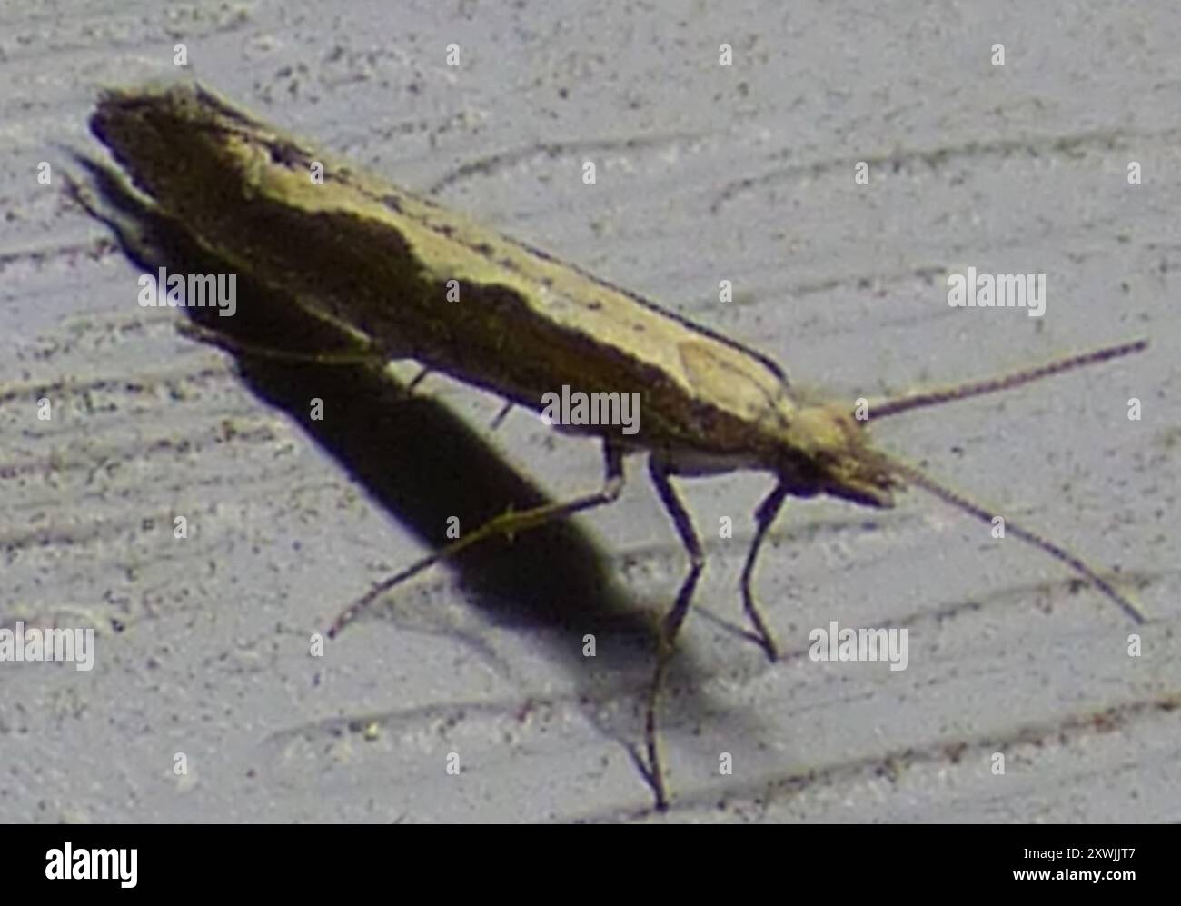 Diamondback Moth (Plutella xylostella) Insecta Stock Photo - Alamy