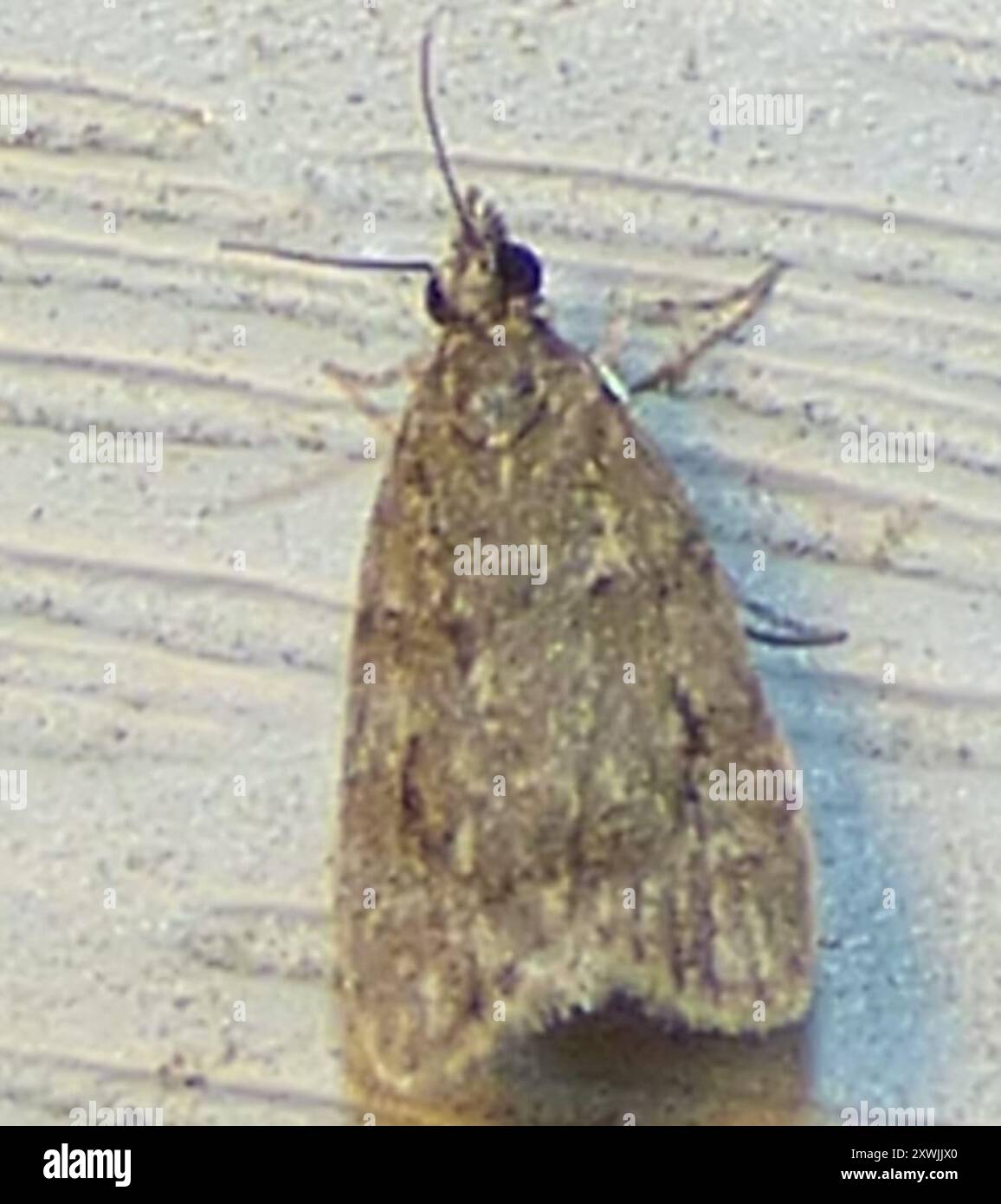 Many-spotted Scoparia Moth (Scoparia basalis) Insecta Stock Photo - Alamy