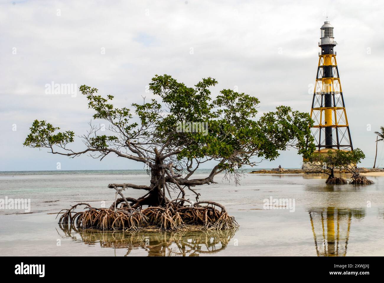 cuba coast, lighthouse and dry mangrove trees Stock Photo - Alamy