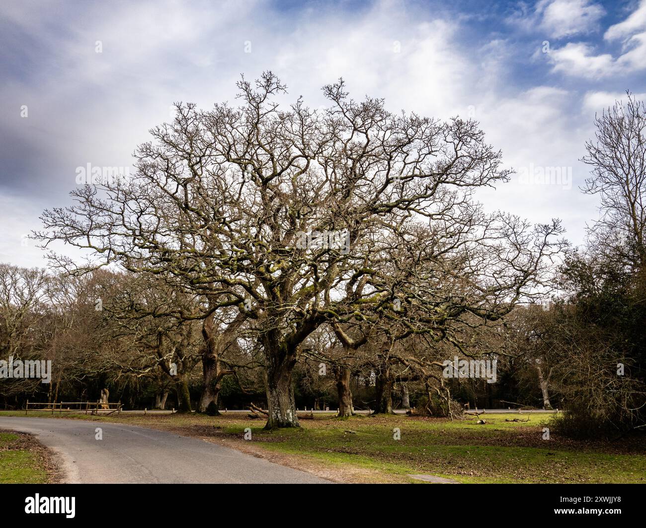 Fritham woods hi-res stock photography and images - Alamy