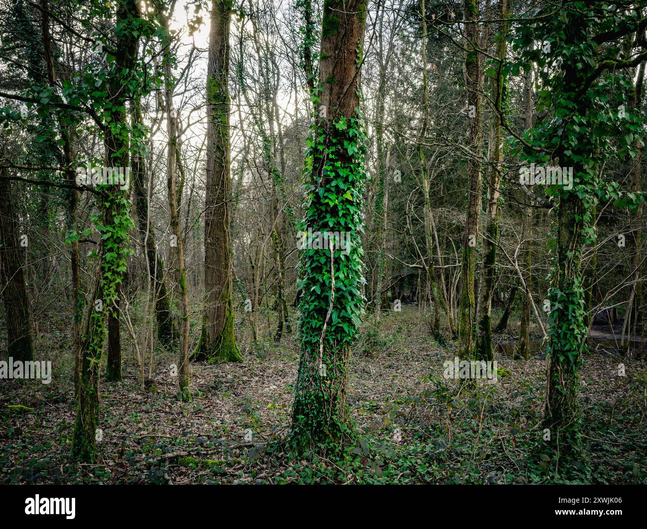 Itchen valley hi-res stock photography and images - Alamy