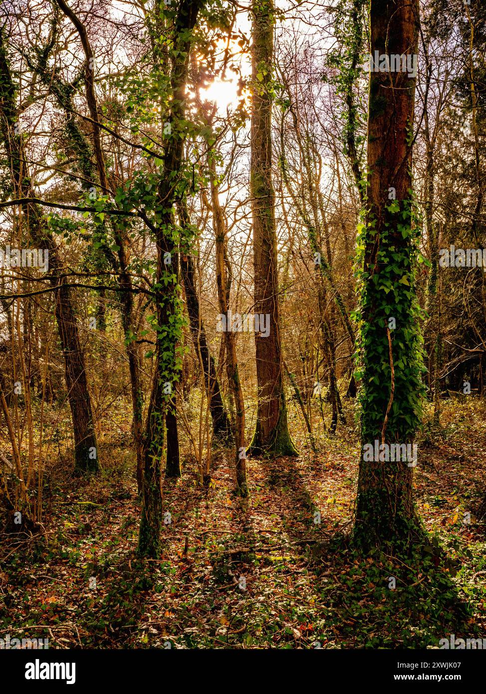 Itchen Valley Country Park, Hampshire, England Stock Photo - Alamy