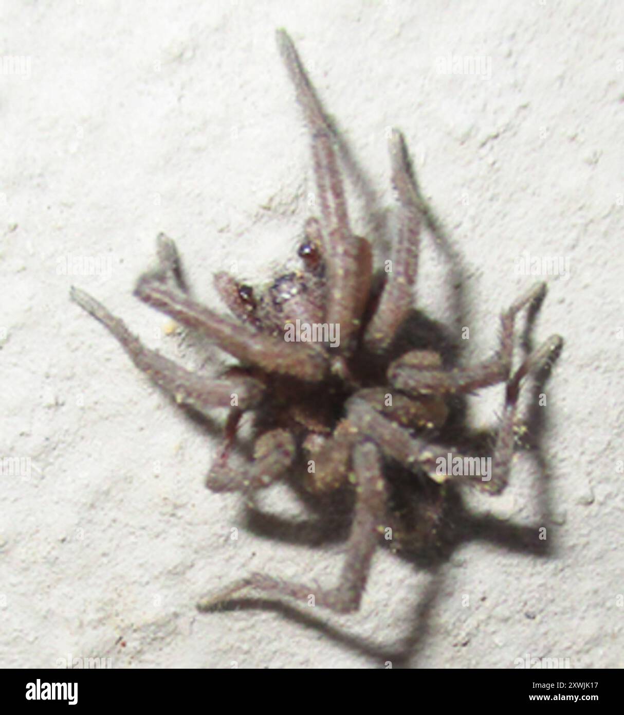 Stealthy Ground Spiders (Gnaphosidae) Arachnida Stock Photo - Alamy