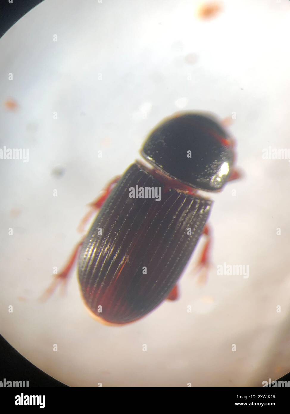 Small Dung Beetles (Aphodiinae) Insecta Stock Photo - Alamy