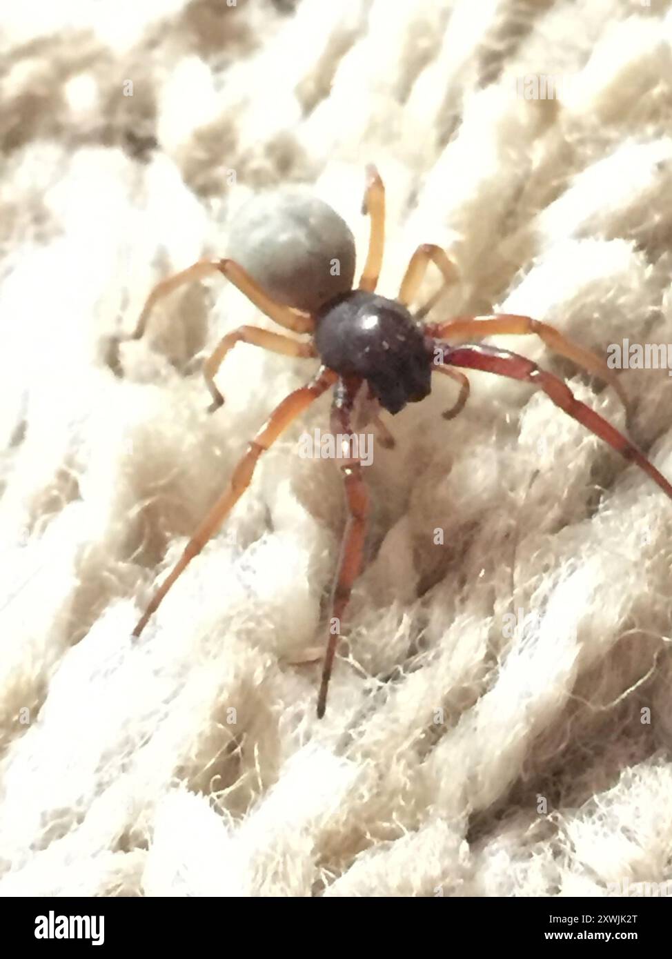 Broad-faced Sac Spider (Trachelas tranquillus) Arachnida Stock Photo ...