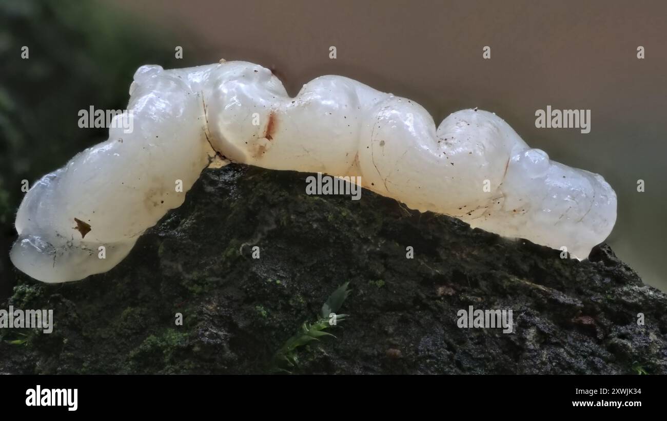 Crystal brain fungi hi-res stock photography and images - Alamy
