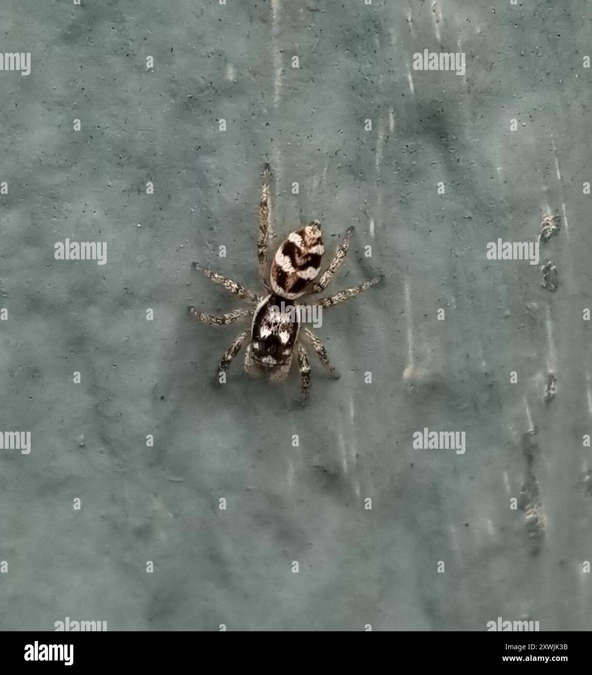 Zebra Jumping Spider (Salticus scenicus) Arachnida Stock Photo - Alamy