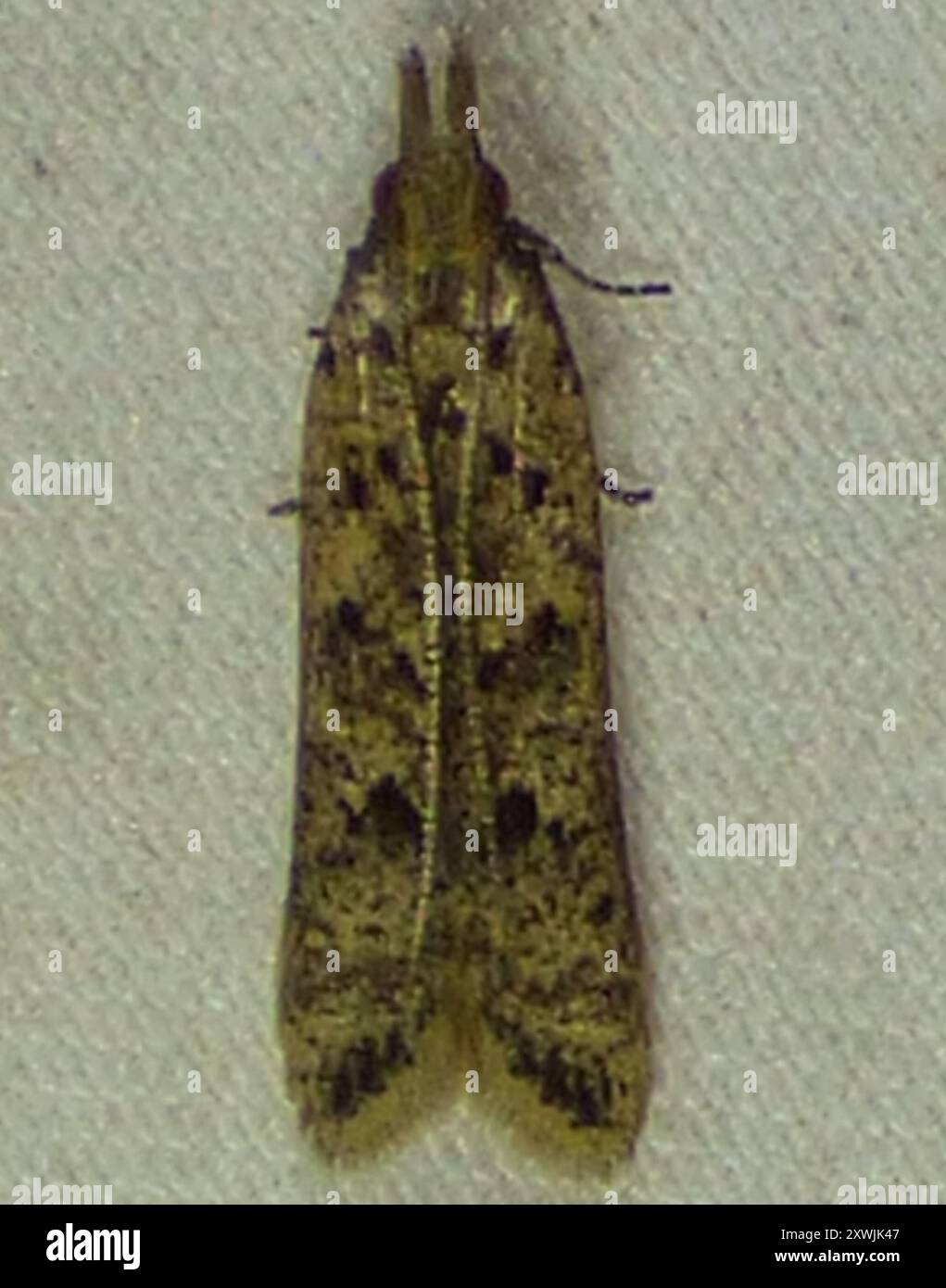 Palmerworm hi-res stock photography and images - Alamy