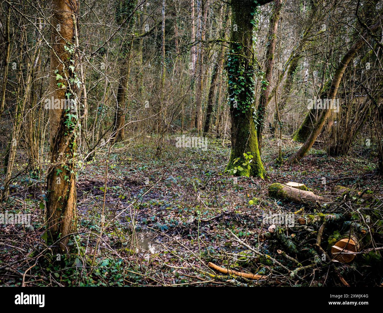 Coppicing of the woods, Itchen Valley Country Park, Hampshire, England ...
