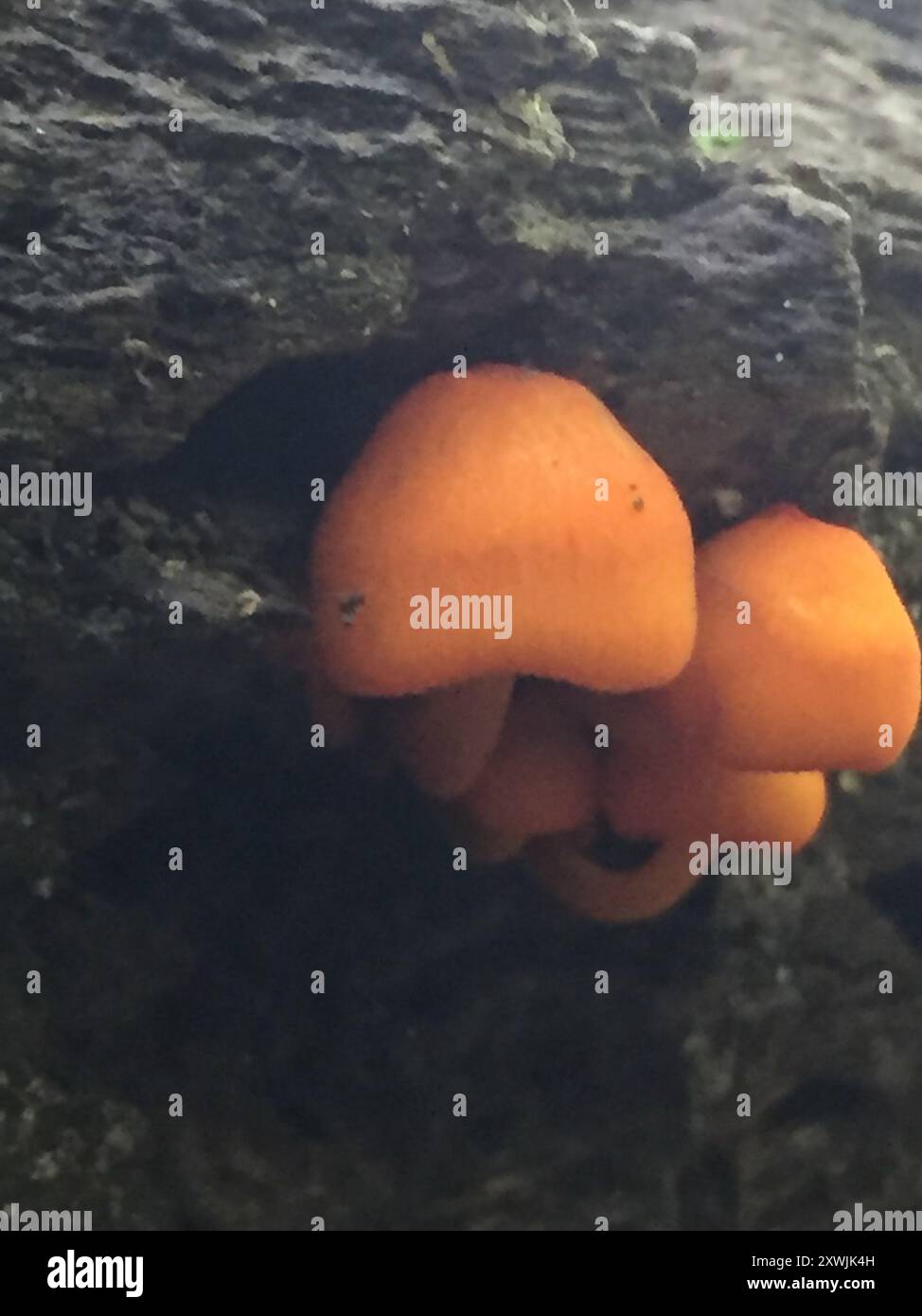 orange mycena (Mycena leaiana) Fungi Stock Photo - Alamy