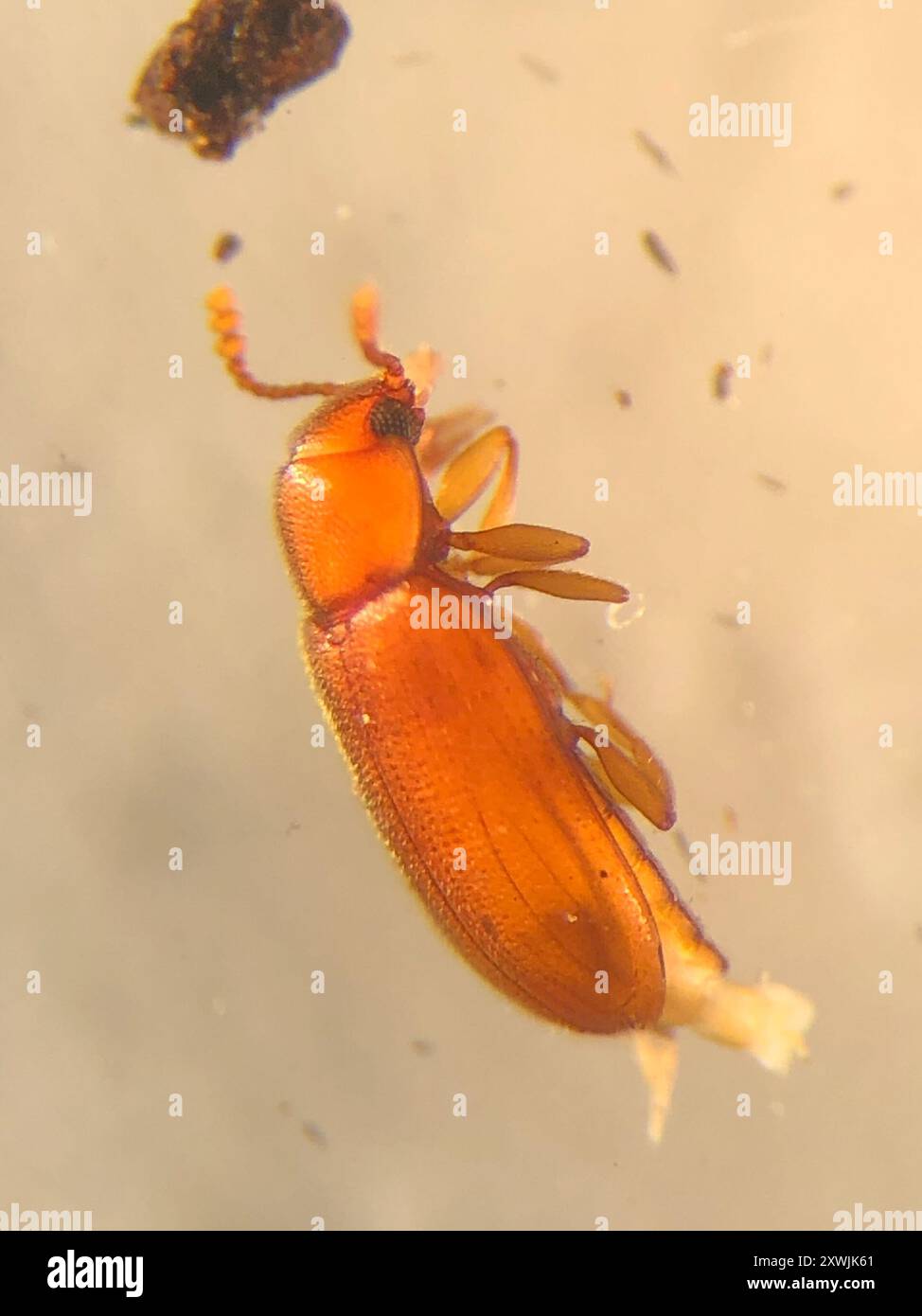 Pleasing Fungus Beetles (Erotylidae) Insecta Stock Photo - Alamy