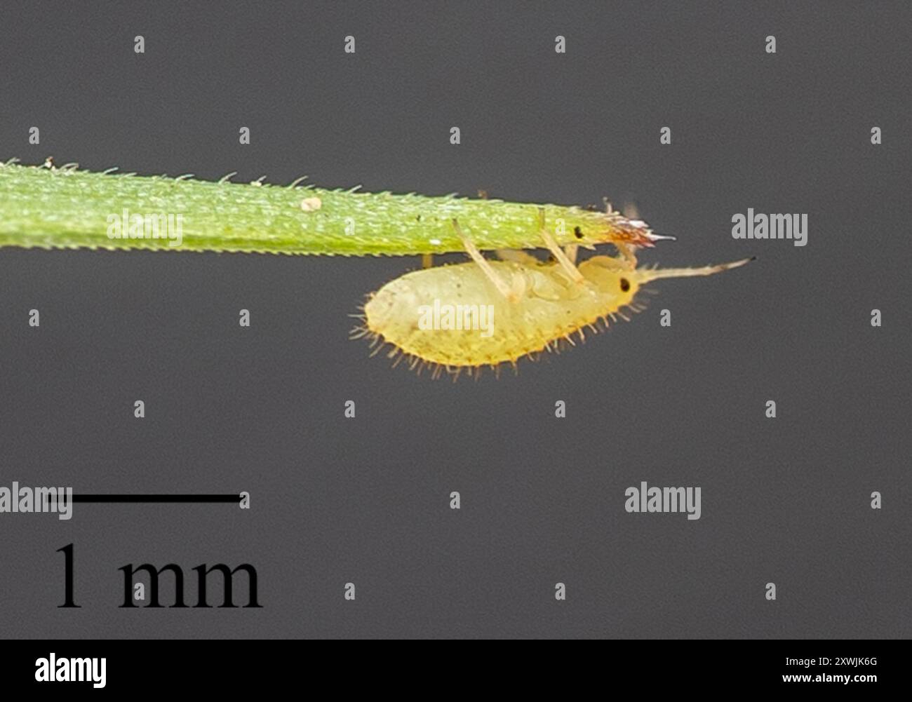 Sugarcane aphid hi-res stock photography and images - Alamy