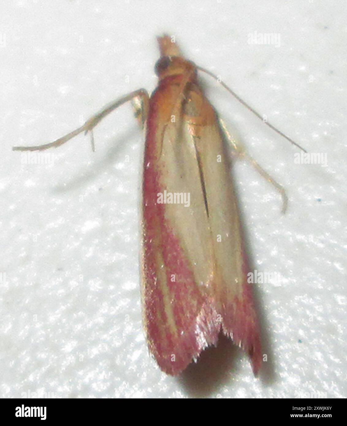 Knot-horn Moths (Phycitinae) Insecta Stock Photo - Alamy