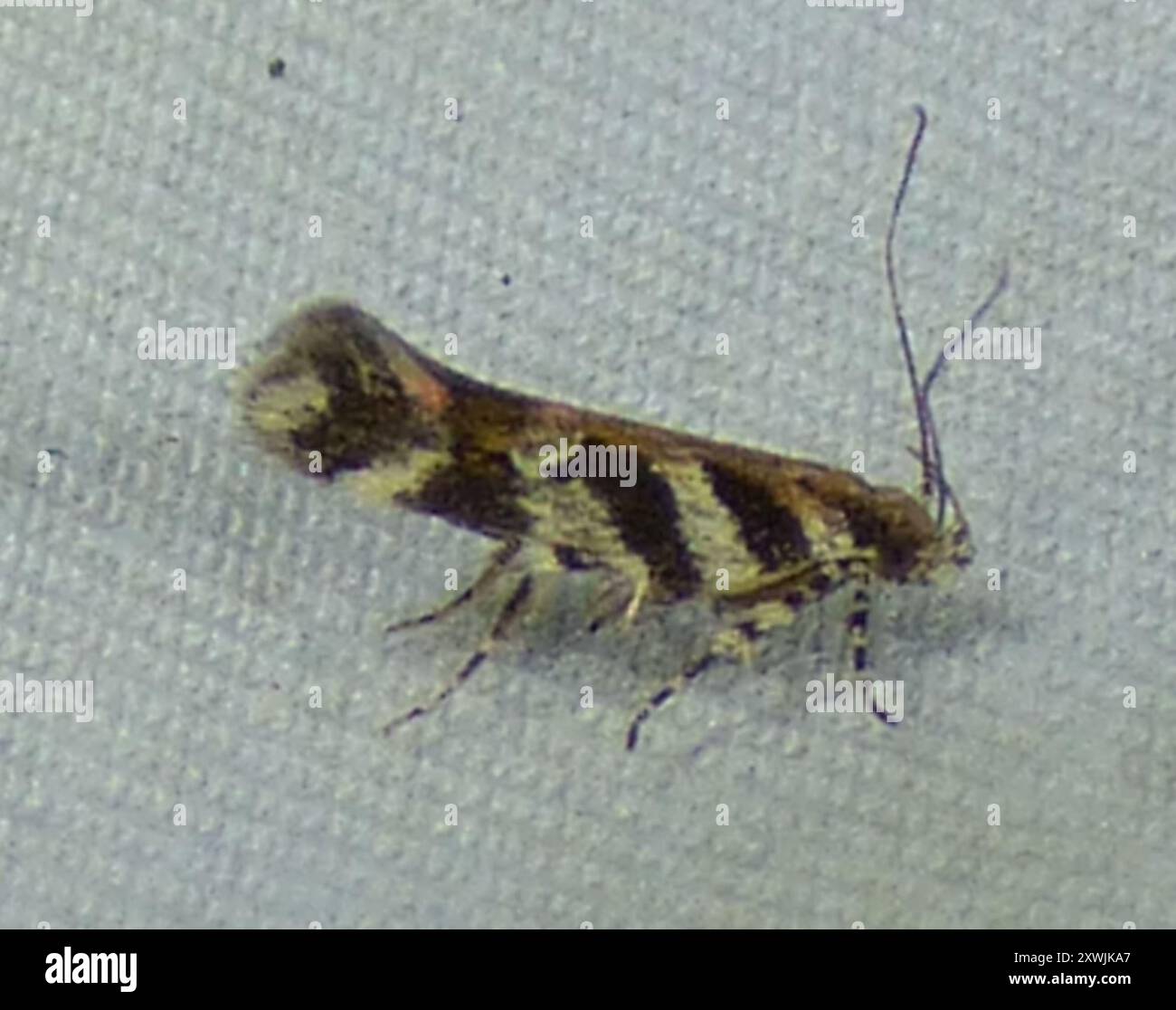 Pink-washed Aristotelia Moth (Aristotelia roseosuffusella) Insecta ...