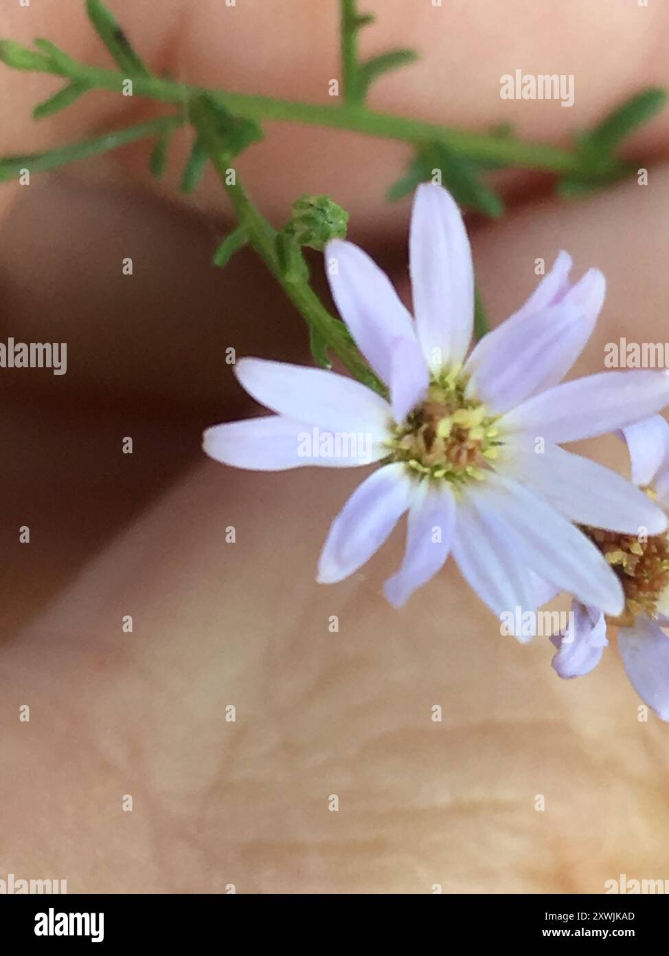 Small White Aster (Symphyotrichum racemosum) Plantae Stock Photo - Alamy