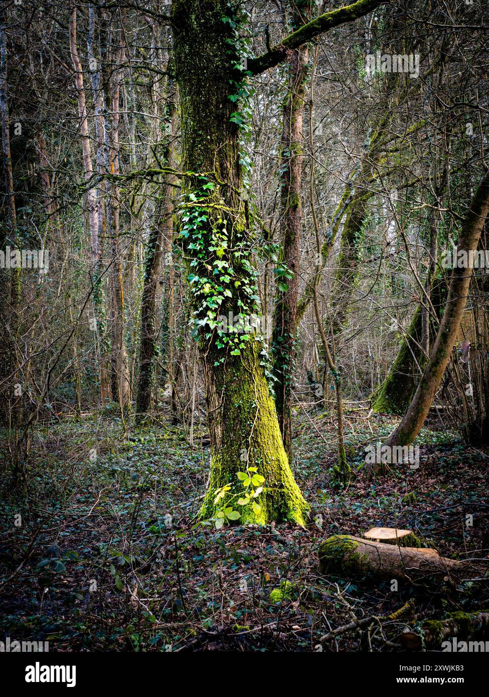 Itchen Valley Country Park, Hampshire, England Stock Photo - Alamy