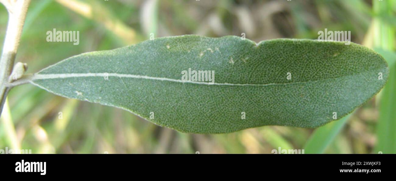 Wild Camphorbush (Tarchonanthus camphoratus) Plantae Stock Photo - Alamy